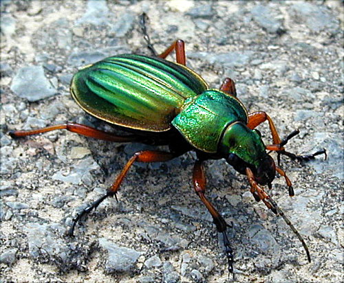 Les insectes - LaSorgue.fr